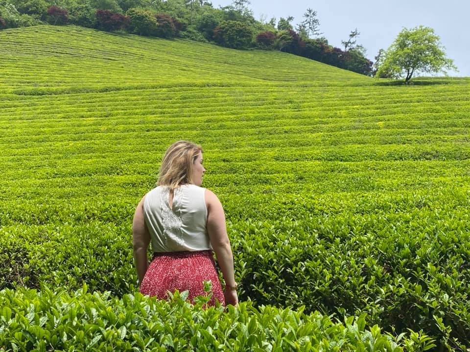 Boseong Tea Fields : Guide to Daehan Dawon